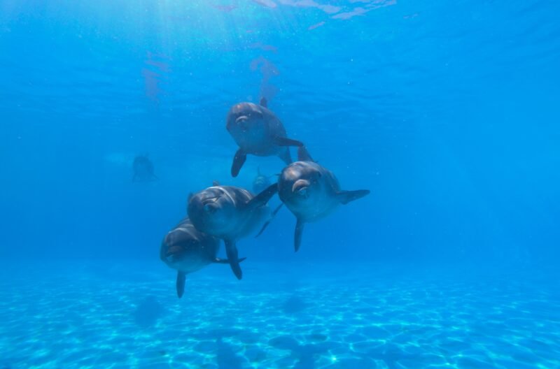 Tour Cabo Adventures: Encuentro con Delfines